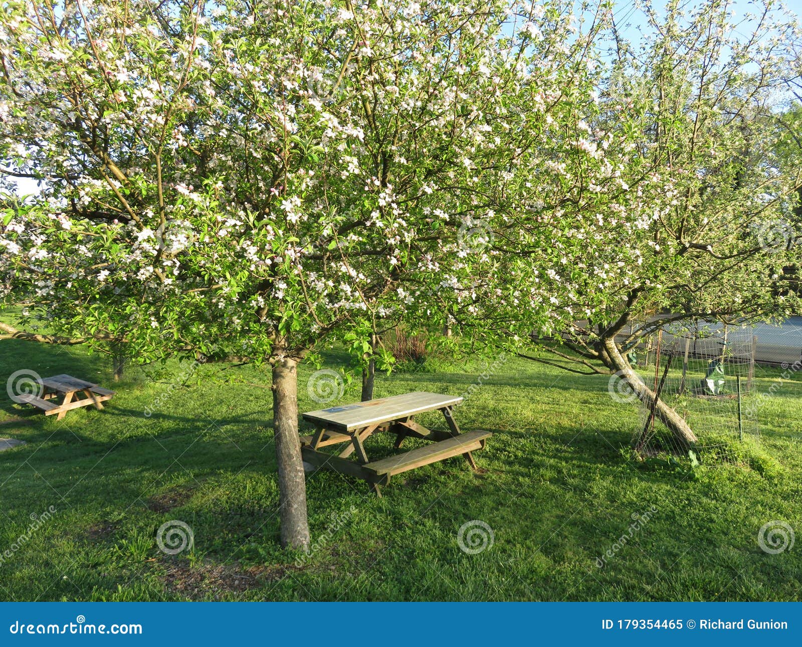 Trees and Park Benches stock image. Image of benches - 179354465