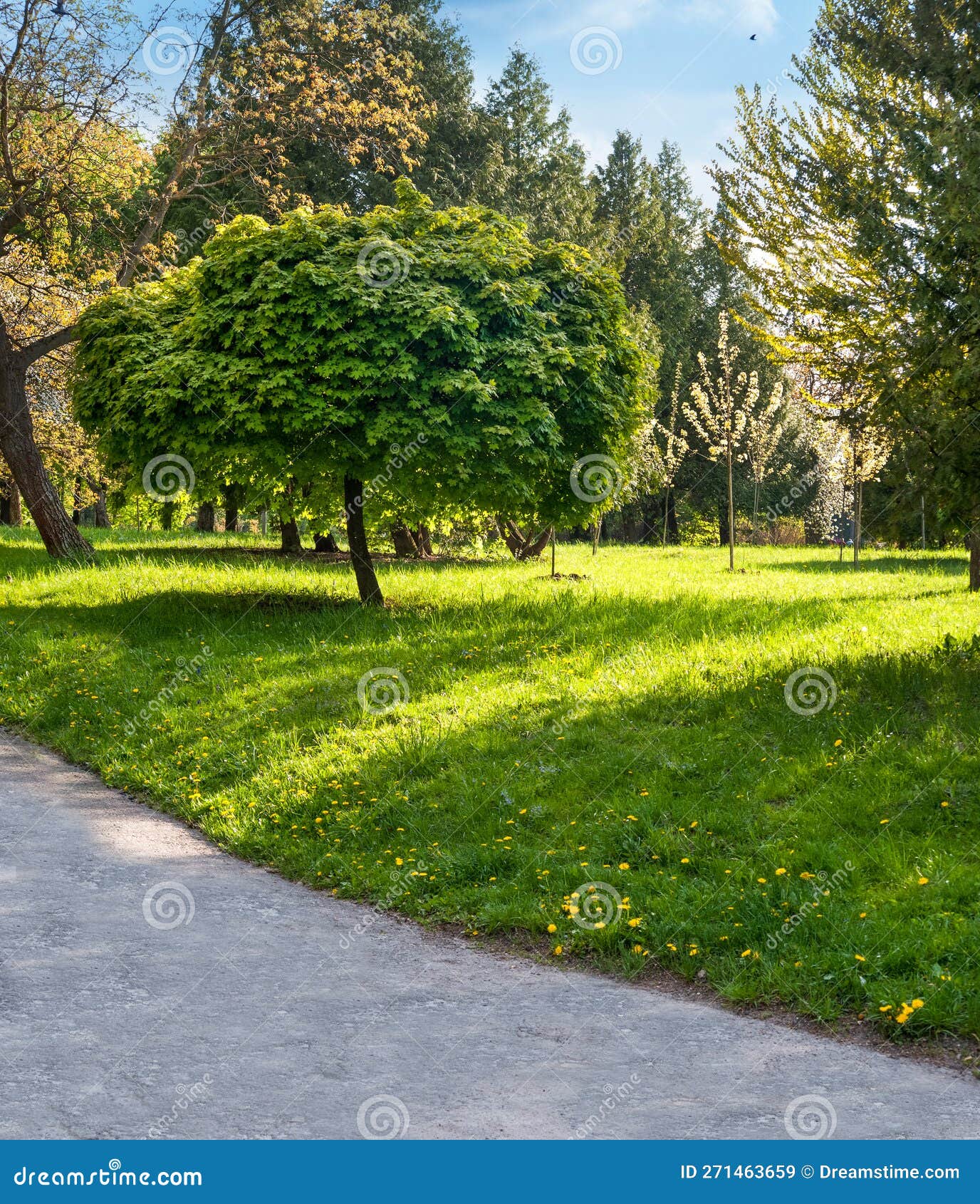 Park with a Bright Round Crown, Sunlight on the Grass Stock Image ...