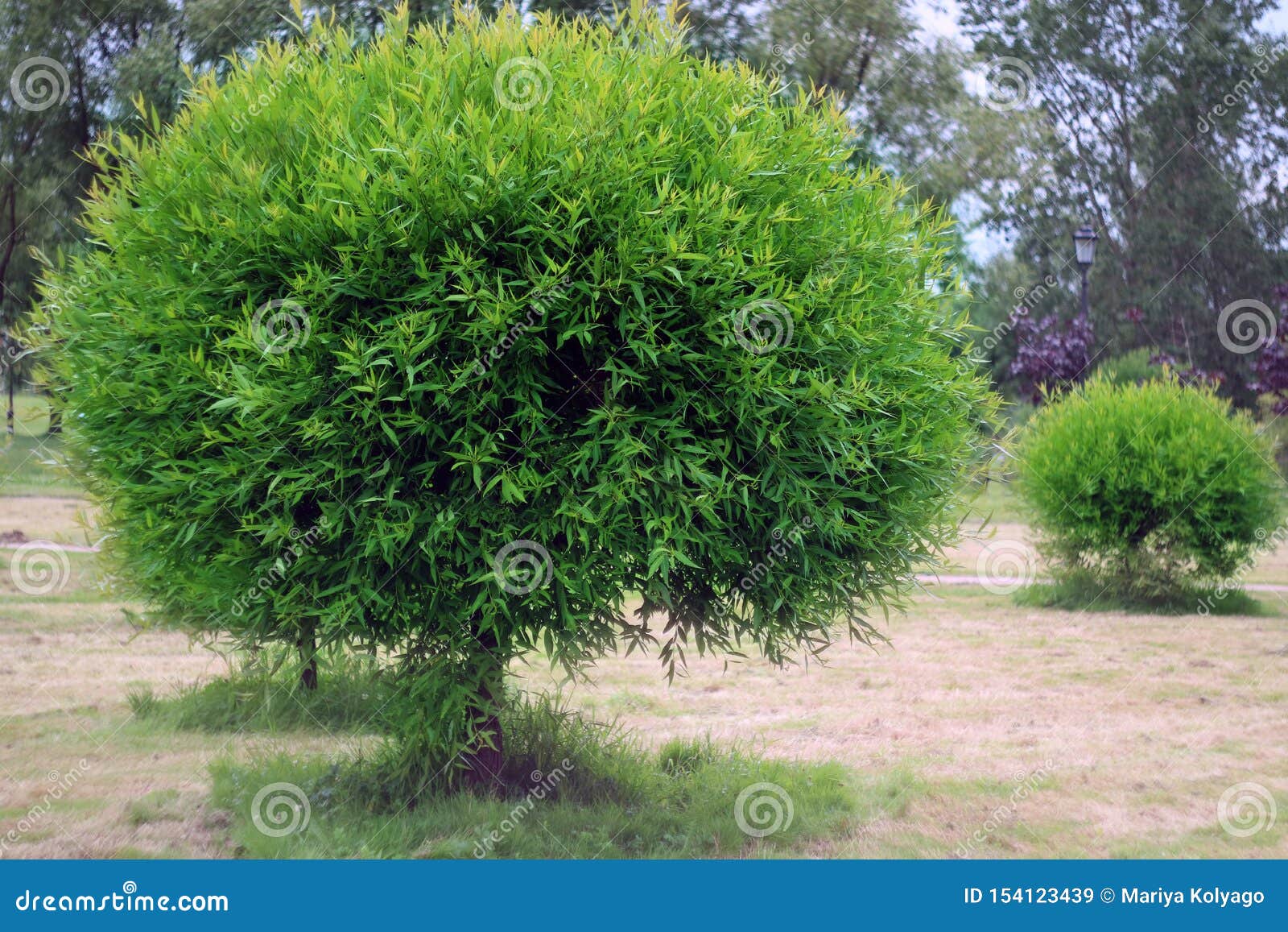 Trees in the Park with a Bright Round Crown Stock Image - Image of ...