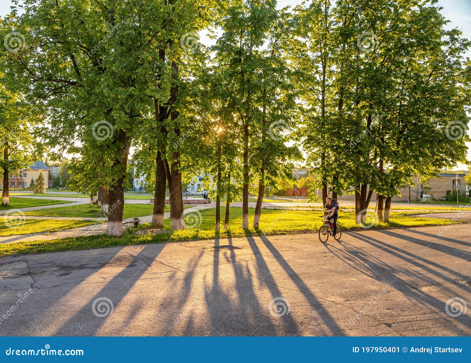 Sun rays through the trees stock image. Image of environment - 197950401