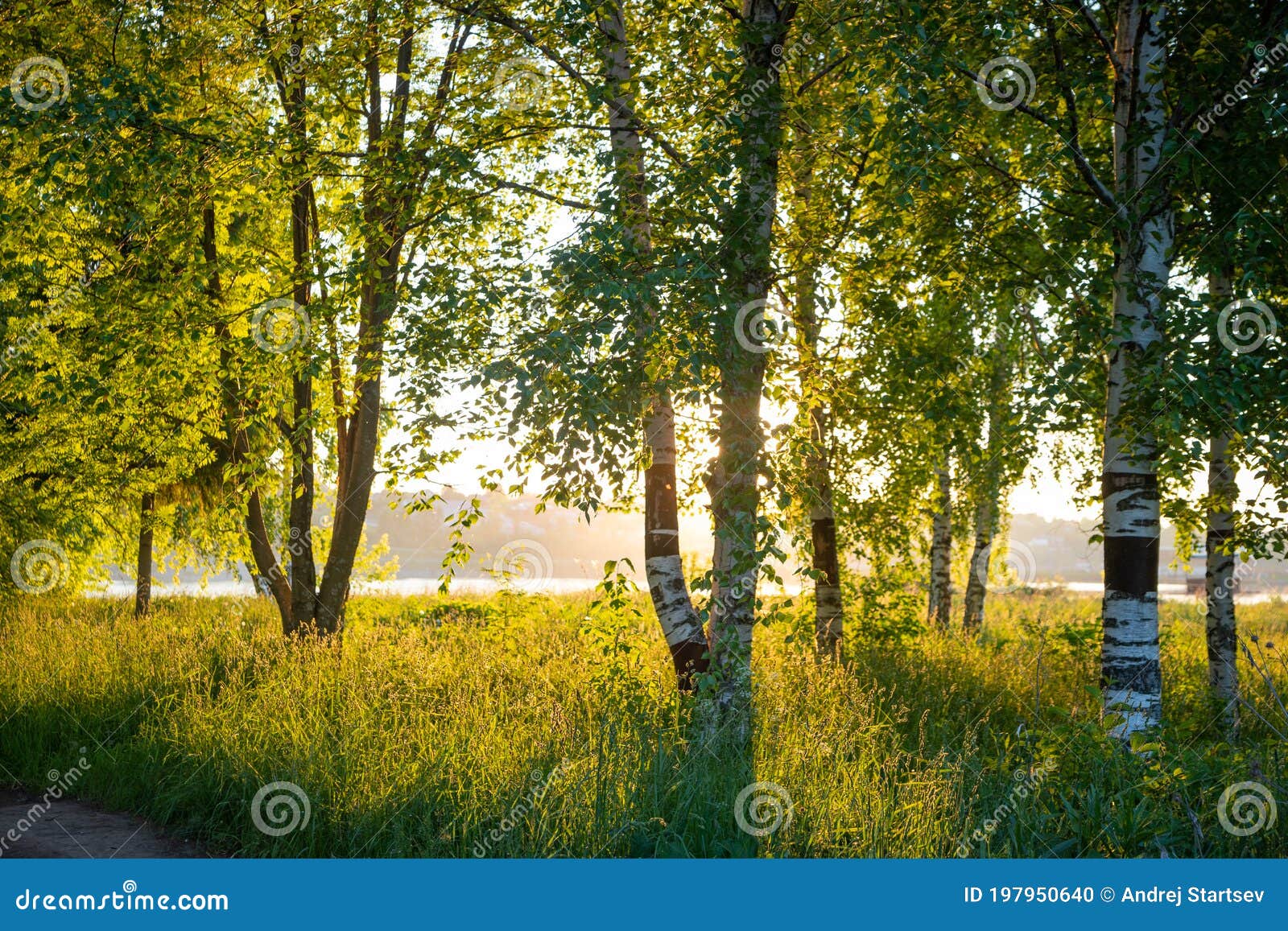 Sun rays through the trees stock photo. Image of park - 197950640