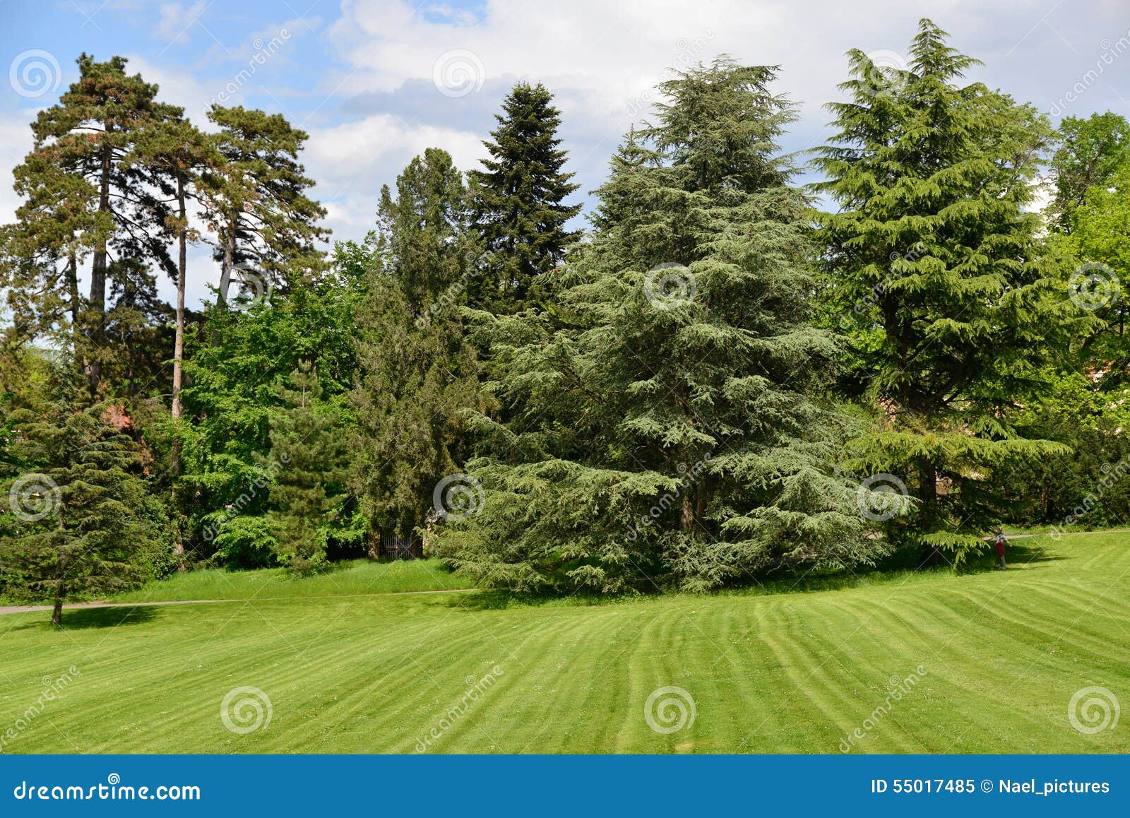 Trees in a park stock image. Image of kind, nature, park - 55017485