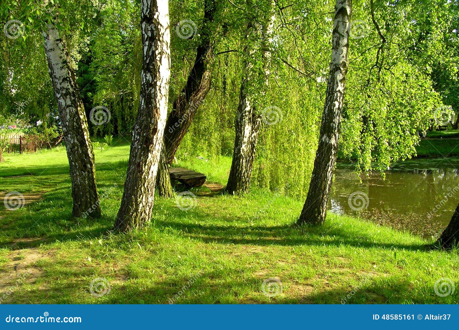 Trees in the park stock image. Image of tree, sunshine - 48585161