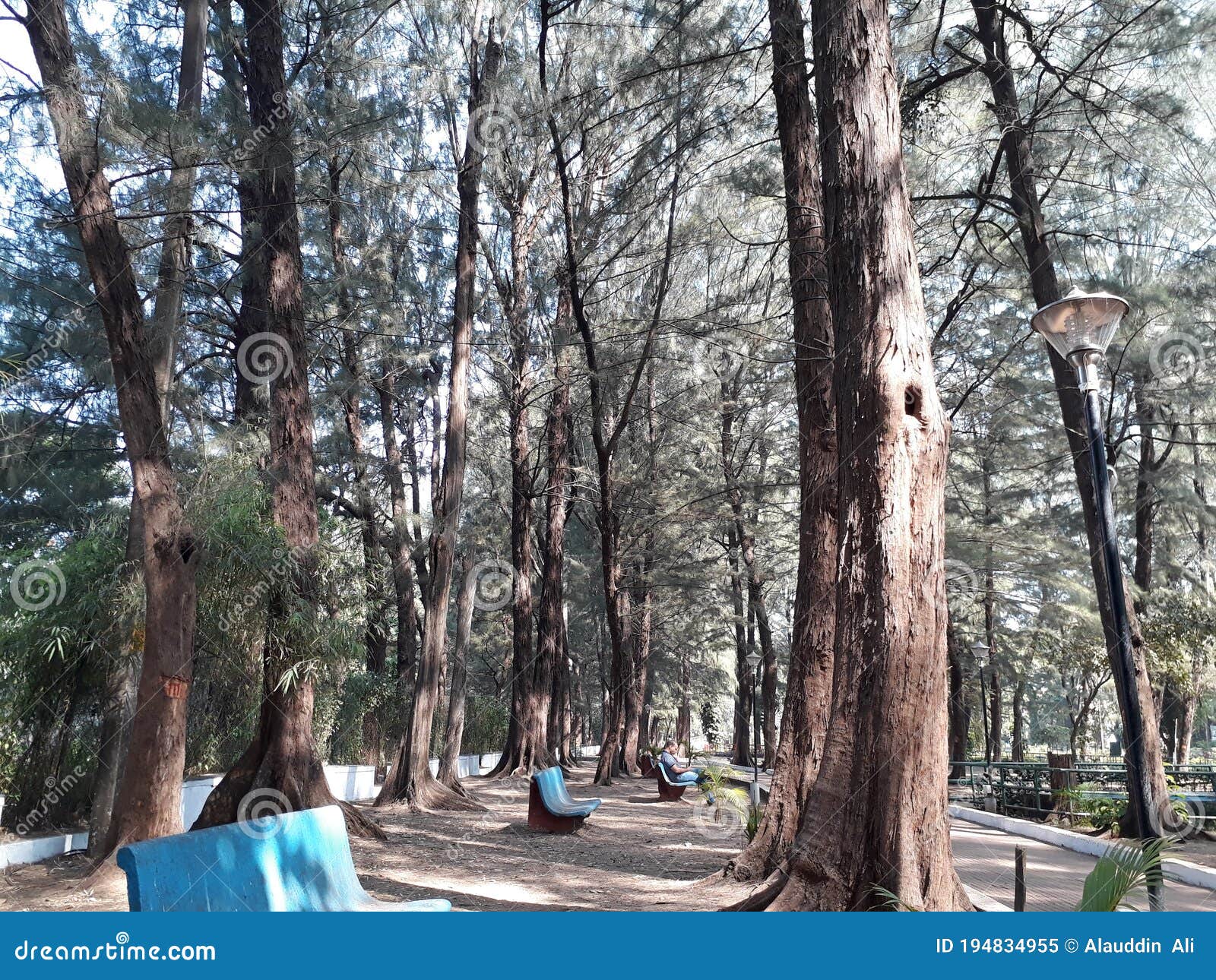 Trees in the Park, Green Indian Park in Goa. Stock Image - Image of ...