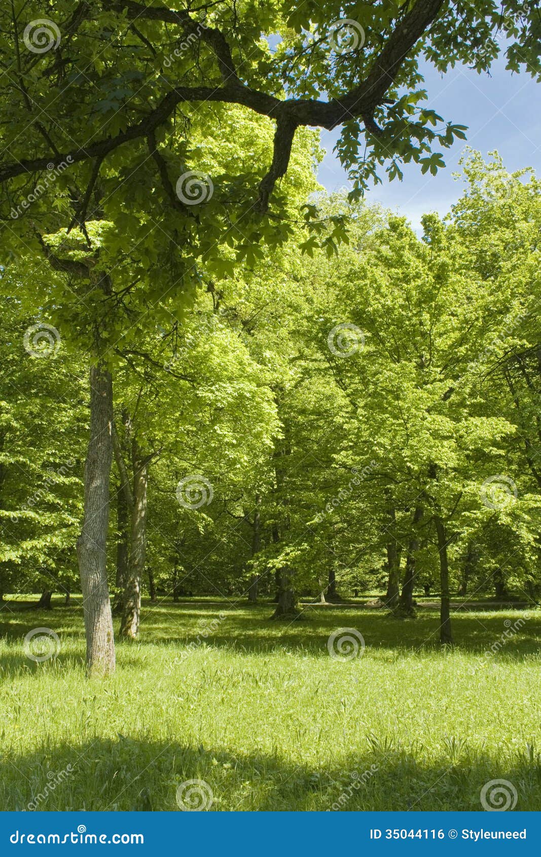 Trees in a park stock photo. Image of natural, rural - 35044116