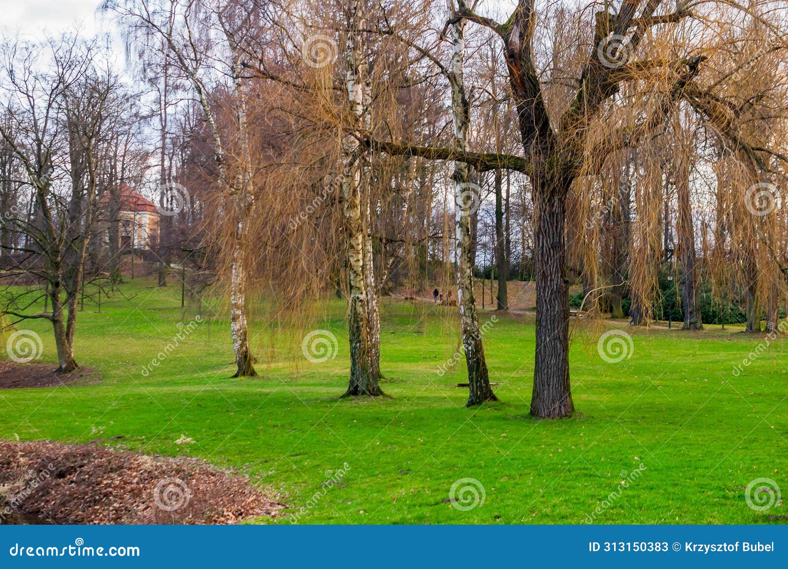 Trees in the Park without Leaves Stock Image - Image of nature, forest ...