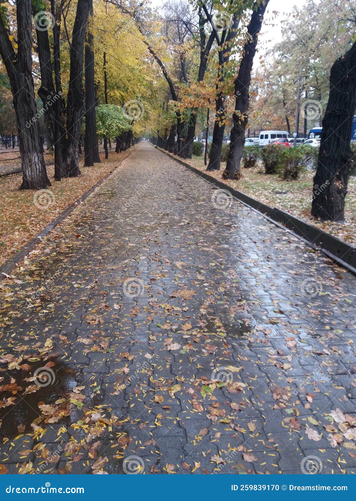 Trees, Park, Leaves, Autmn, Fall Stock Photo - Image of reflection ...