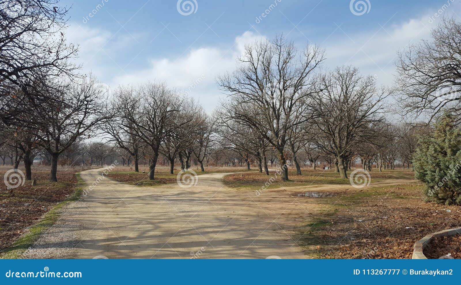 Trees of a Park without Leaves Stock Image - Image of founders, tkabir ...