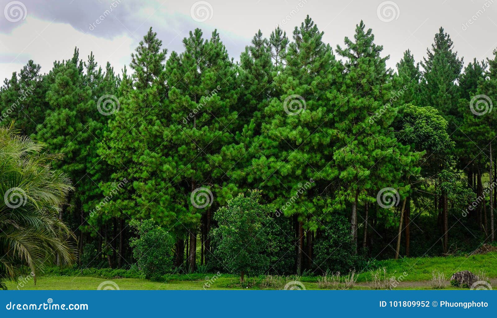 Trees at the Park in Mauritius Island Stock Photo - Image of ecology ...