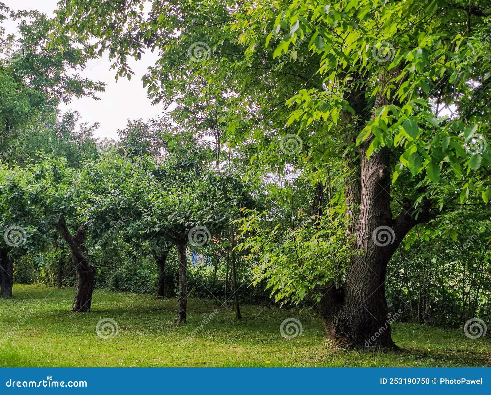 Trees in the Park. Natural Park Landscape Stock Photo - Image of ...