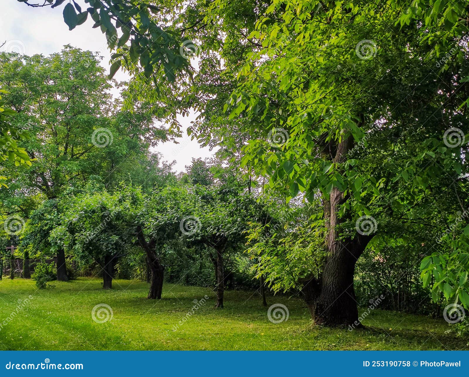 Trees in the Park. Natural Park Landscape Stock Photo - Image of summer ...
