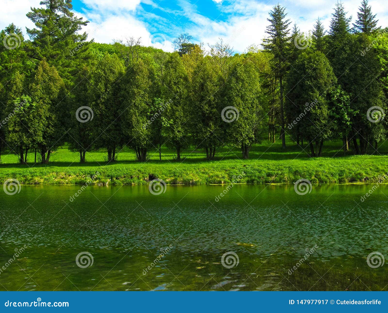 Trees in the Park Near the River Stock Image - Image of outdoors ...