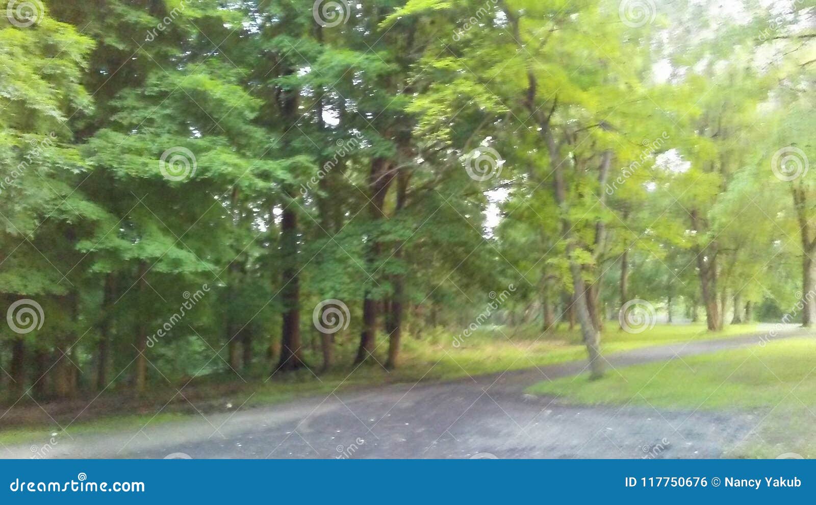 Trees in the park stock photo. Image of pathway, nature - 117750676