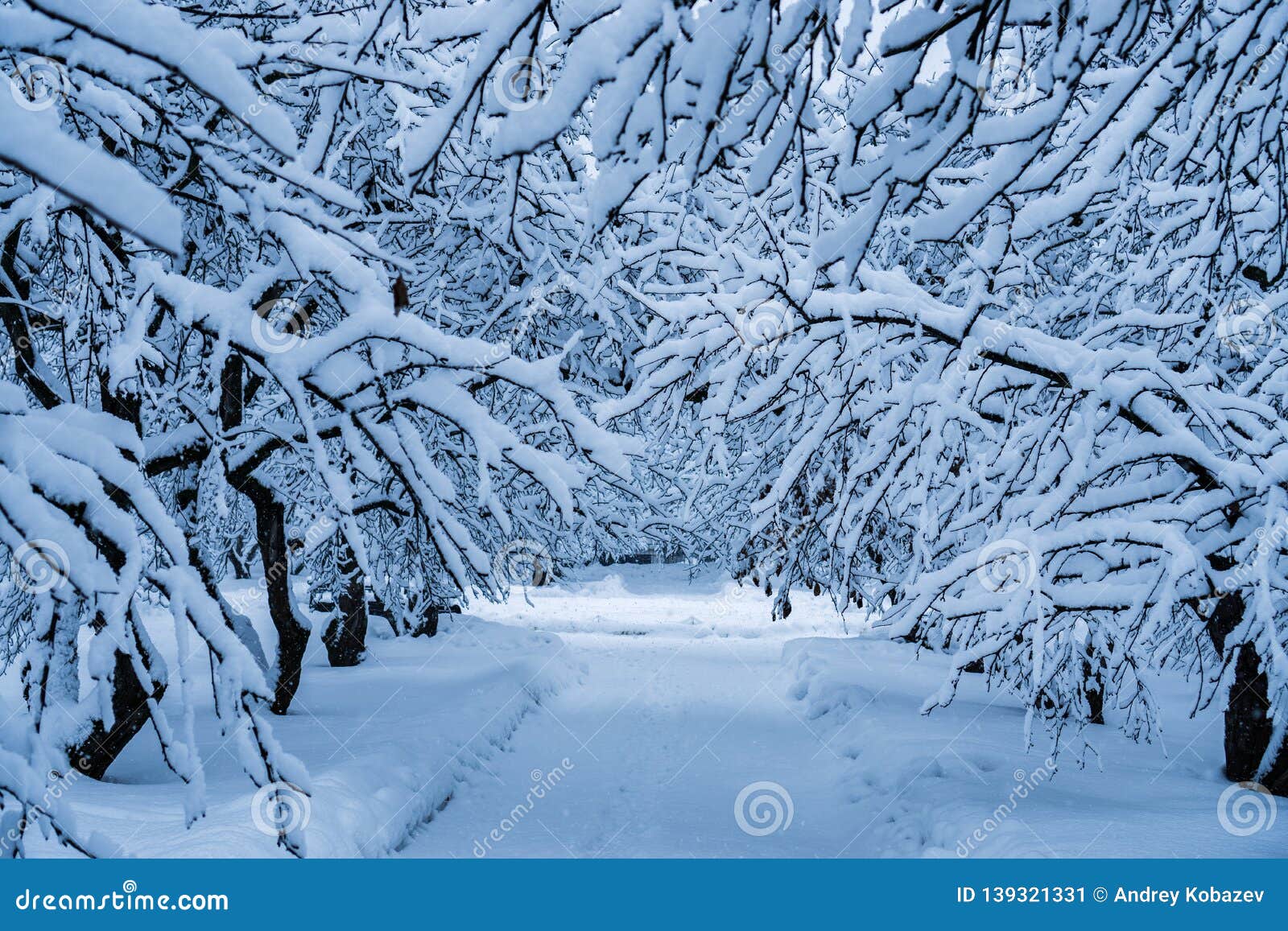 The Trees in the Park after the Snowfall are Completely Covered with ...