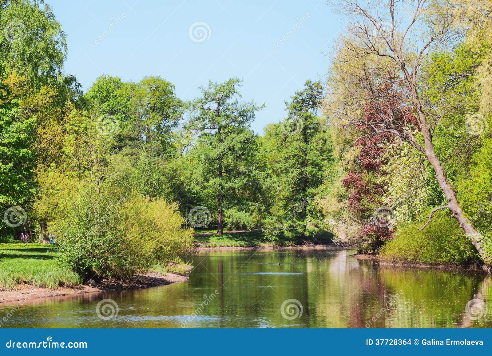 Trees in Park in the Spring Stock Photo - Image of floral, plant: 37728364