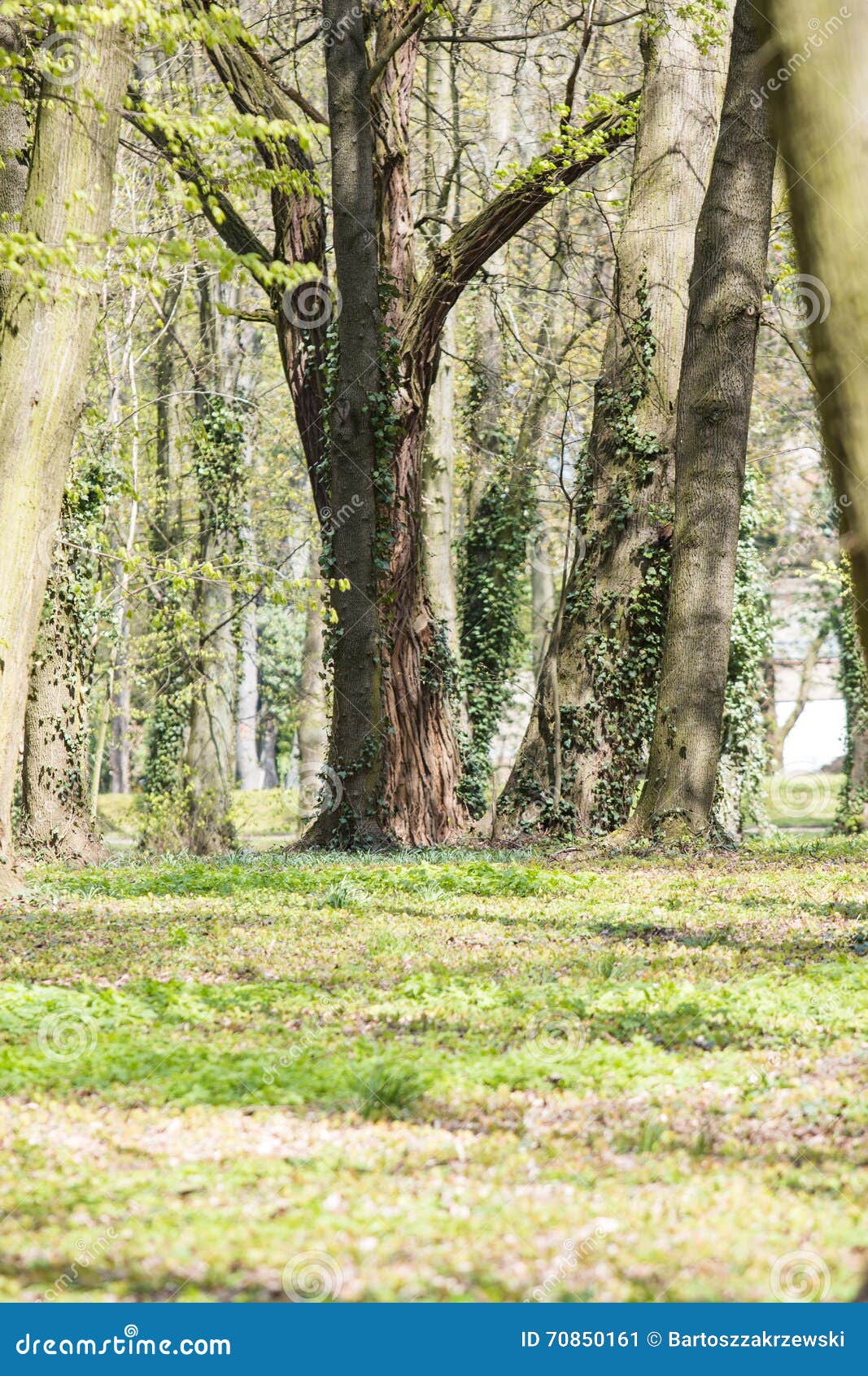 Trees in the park stock image. Image of wood, shade, beautiful - 70850161