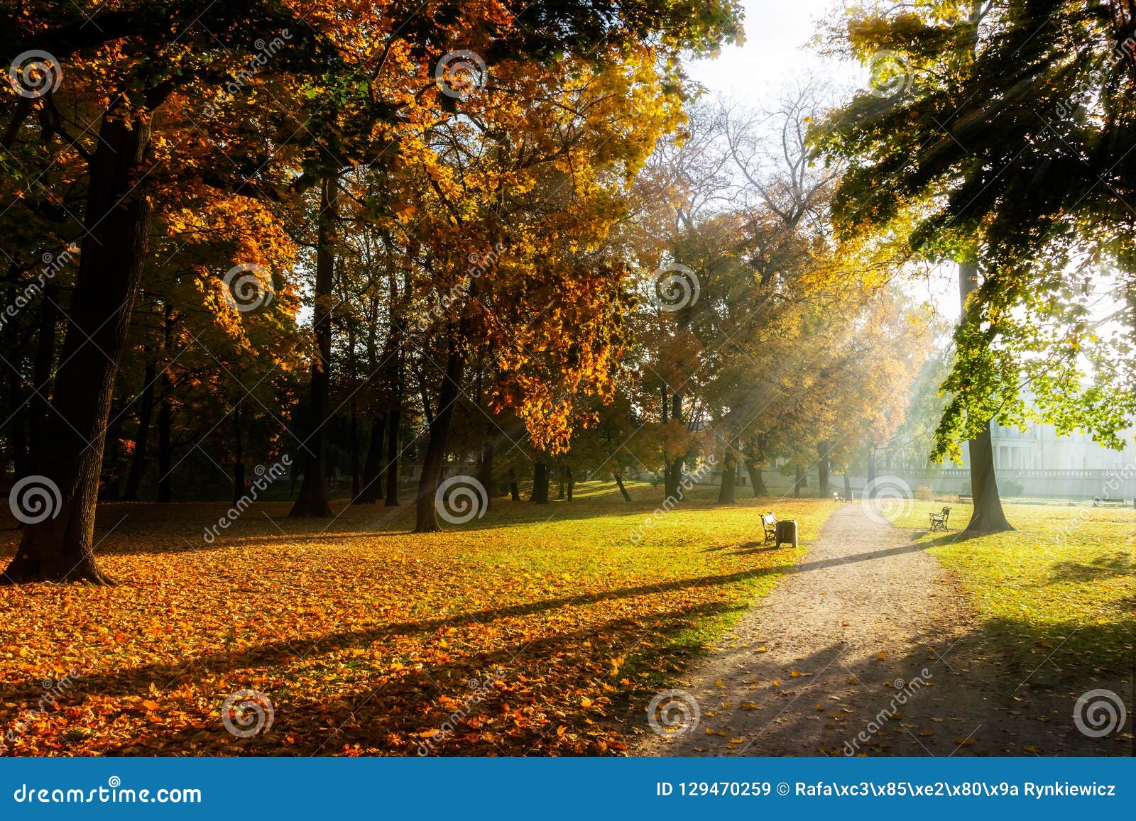 Trees in the Park on a Sunny Autumn Day Stock Image - Image of nature ...