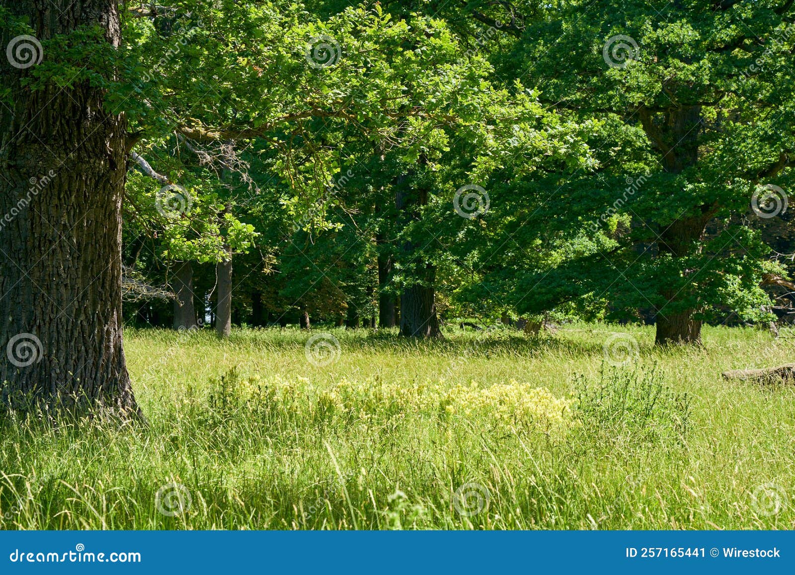 Trees in a Park on a Sunny Day Stock Image - Image of beautiful, leaves ...