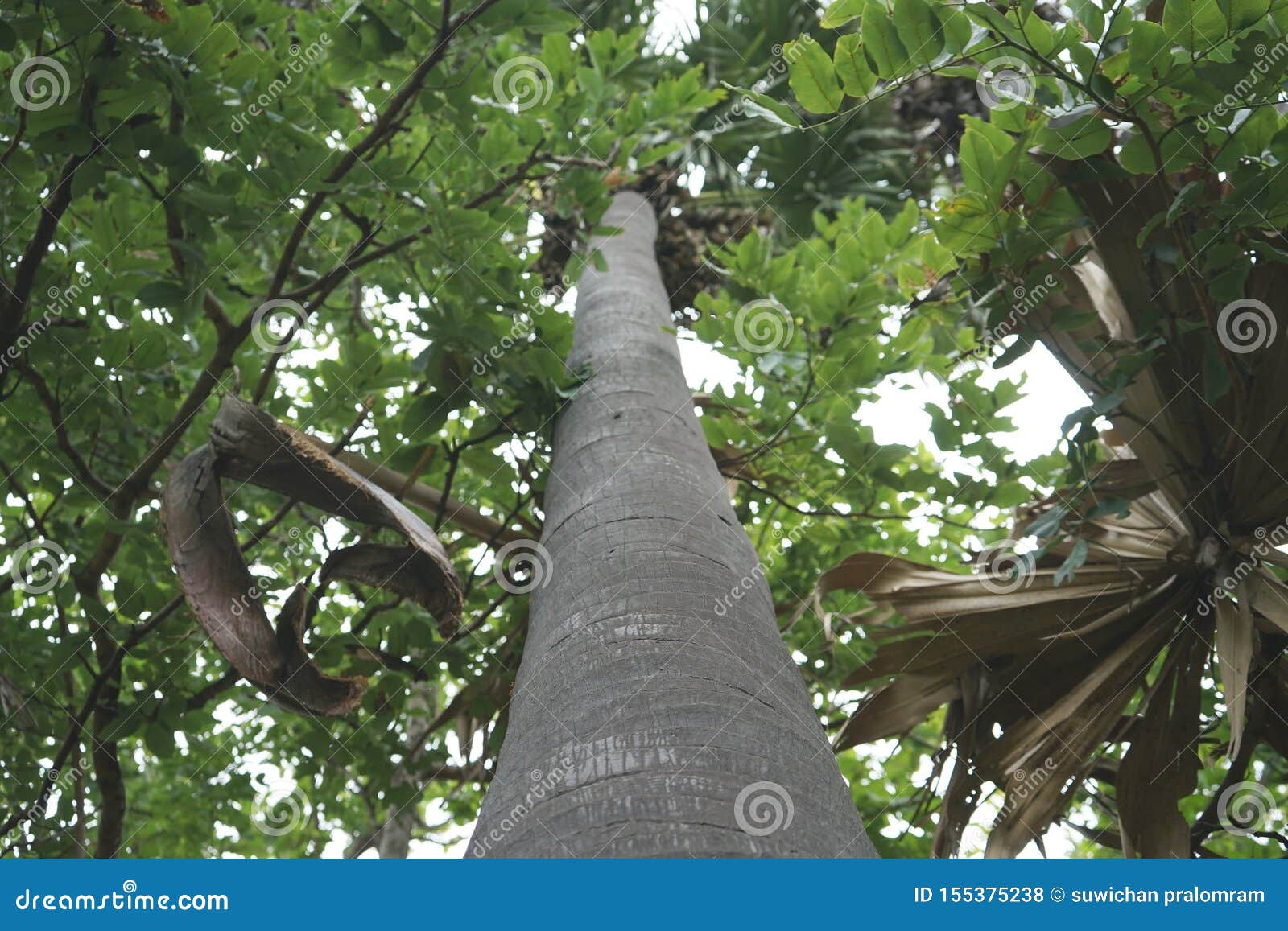 Trees in the Park in Thailand Stock Photo - Image of hiker, shot: 155375238