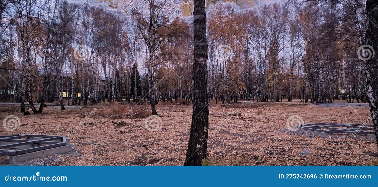 Trees in the Park. Tree Trunks. Foliage on the Ground. Seasons. Autumn ...