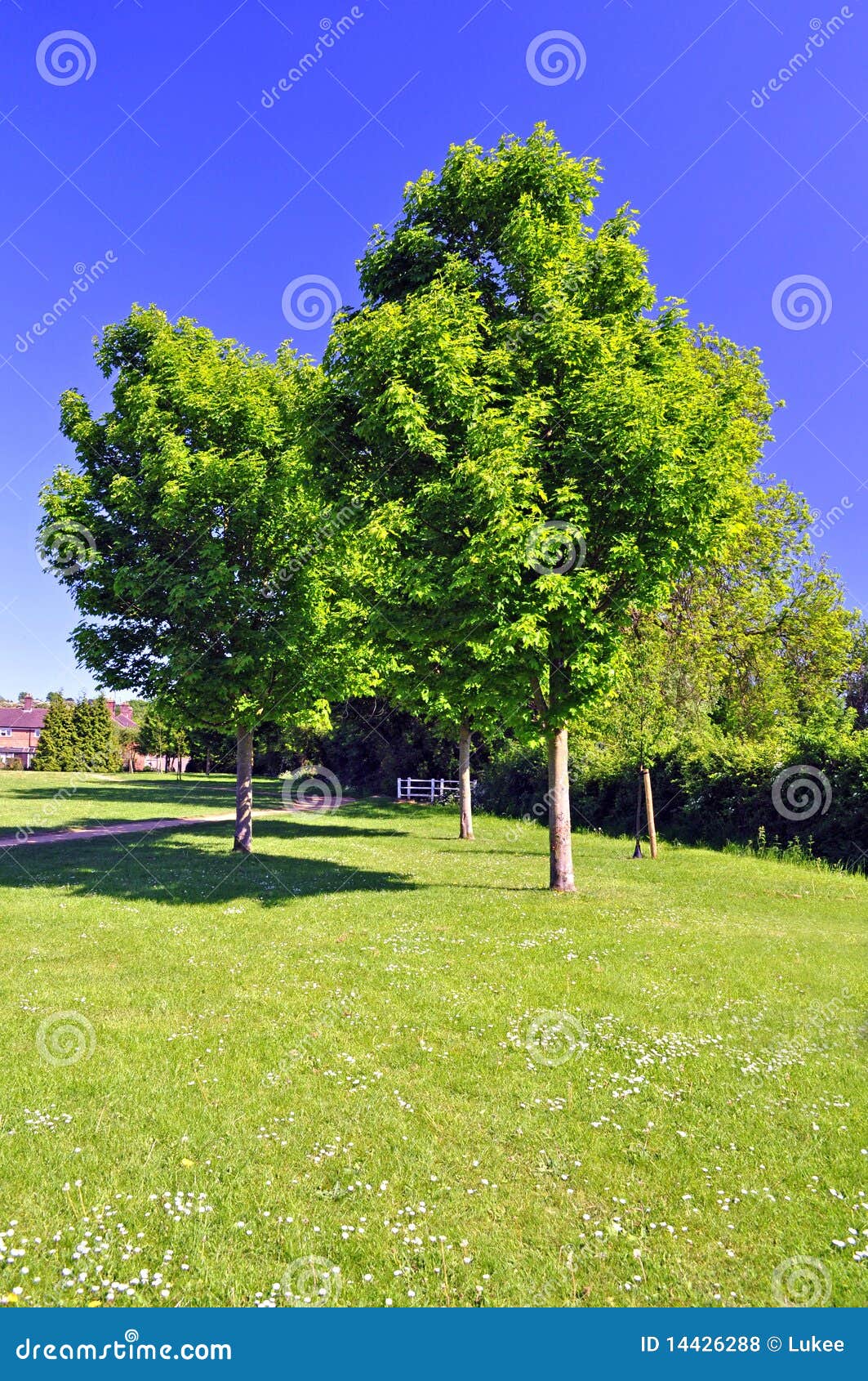 Trees in a Park on a Very Sunny Day Stock Photo - Image of field ...
