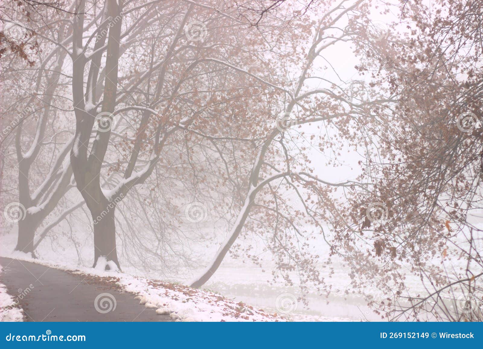 Trees in a Park in Winter in Mist, Cool for Background Stock Image ...