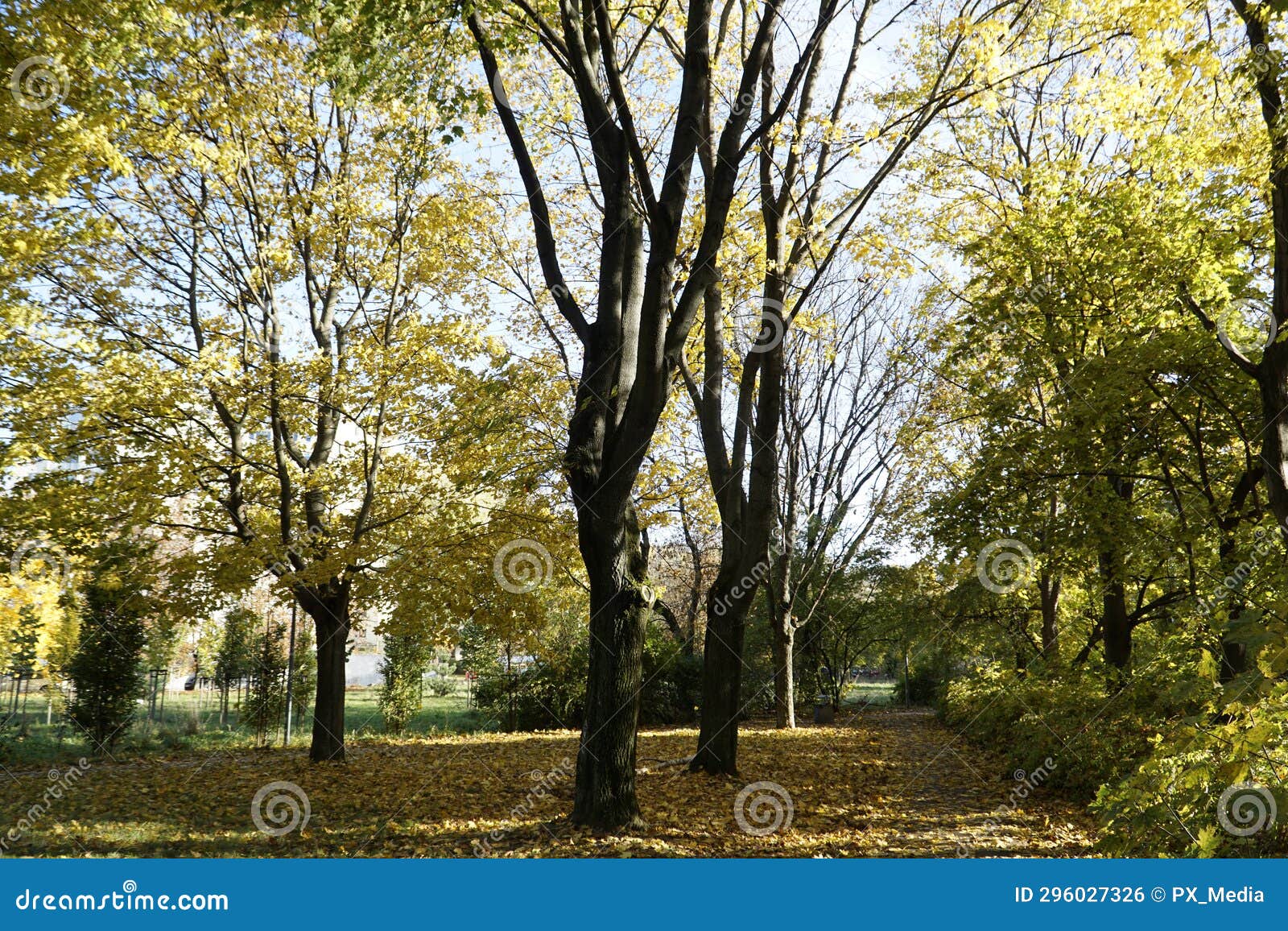 Trees in Park with Yellow Leaves in Fall Stock Photo - Image of yellow ...