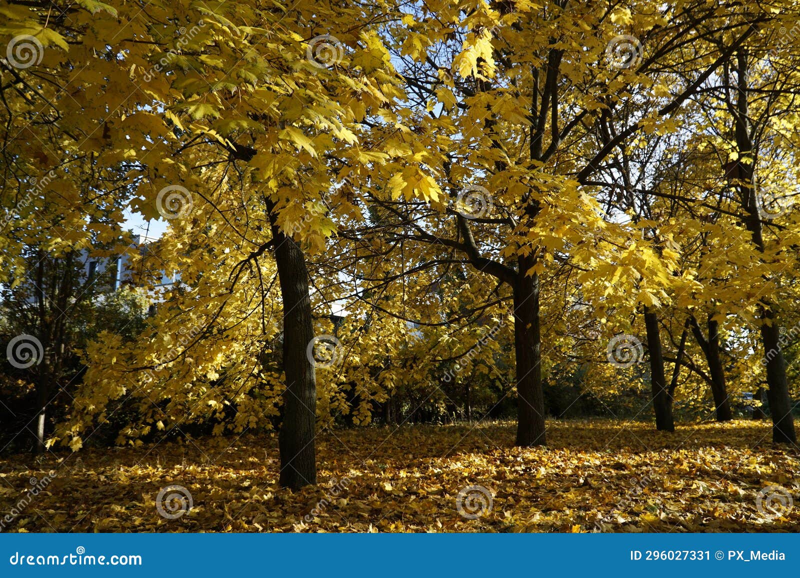 Trees in Park with Yellow Leaves in Fall Stock Image - Image of ...