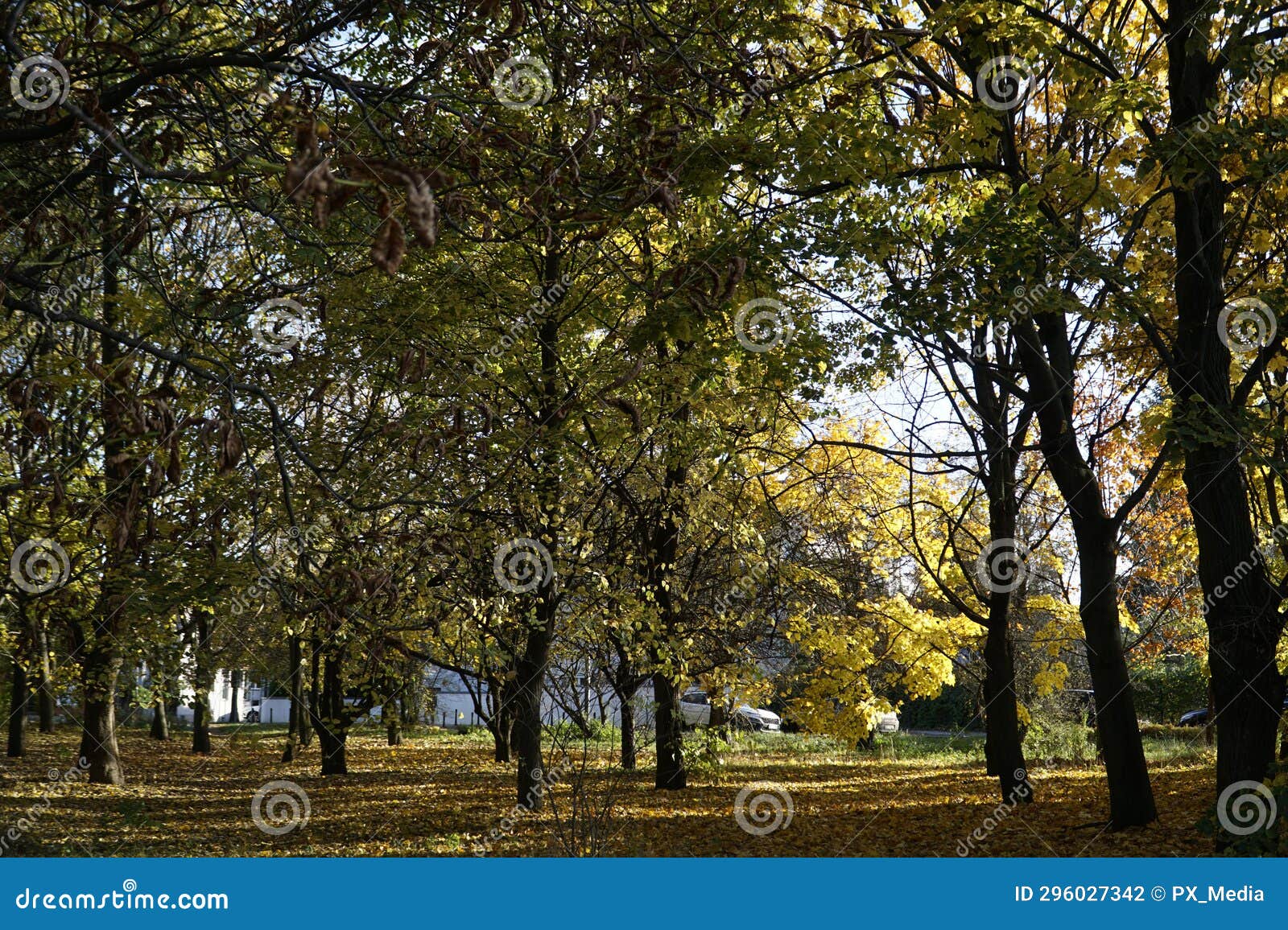 Trees in Park with Yellow Leaves in Fall Stock Photo - Image of orange ...