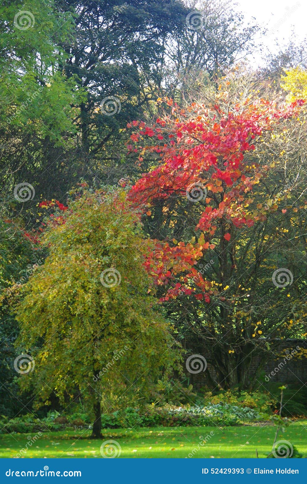 Trees in a parkland stock image. Image of background - 52429393