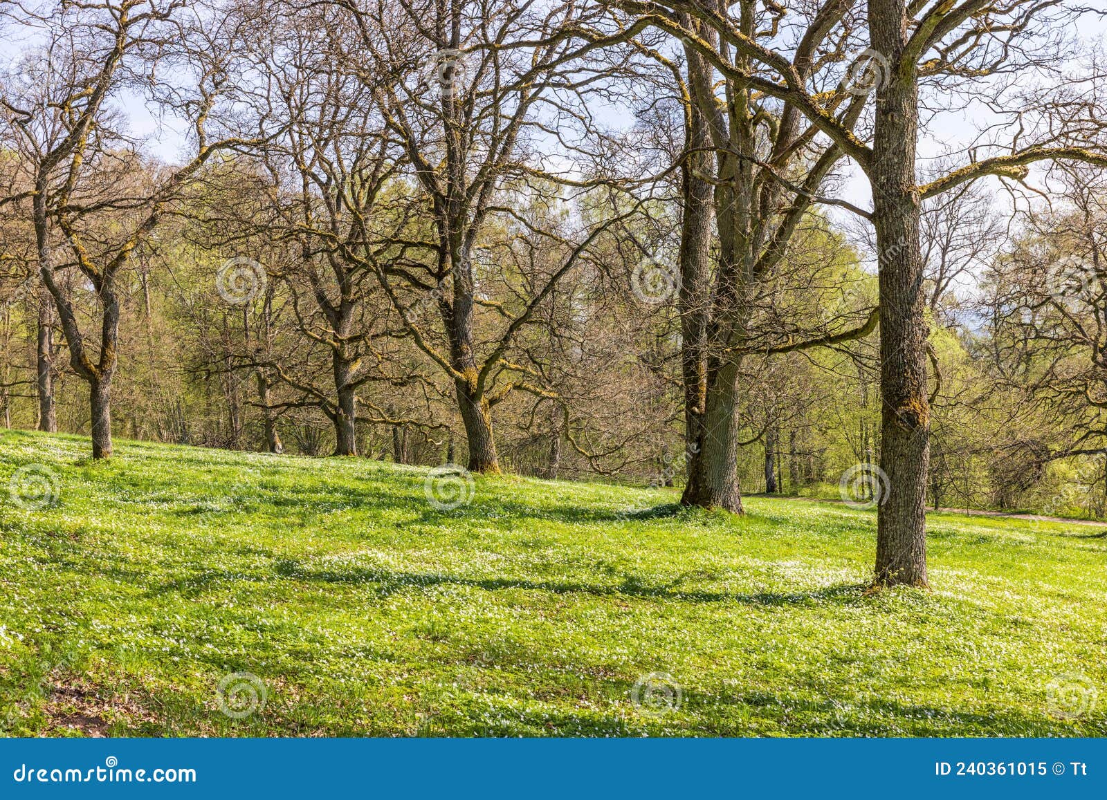 Trees in a Parkland in the Spring Stock Image - Image of space ...