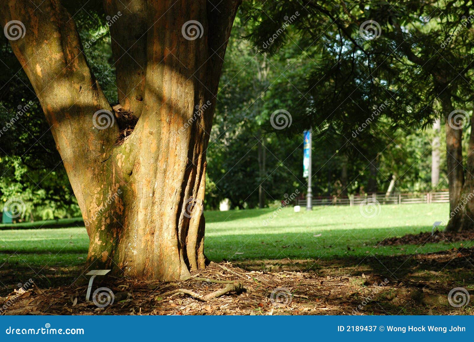 Trees in the parks stock image. Image of foliage, gardens - 2189437