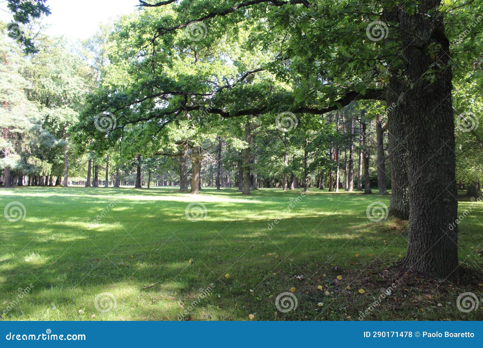 Trees in Parks on Sunny Days Stock Photo - Image of trees, parks: 290171478