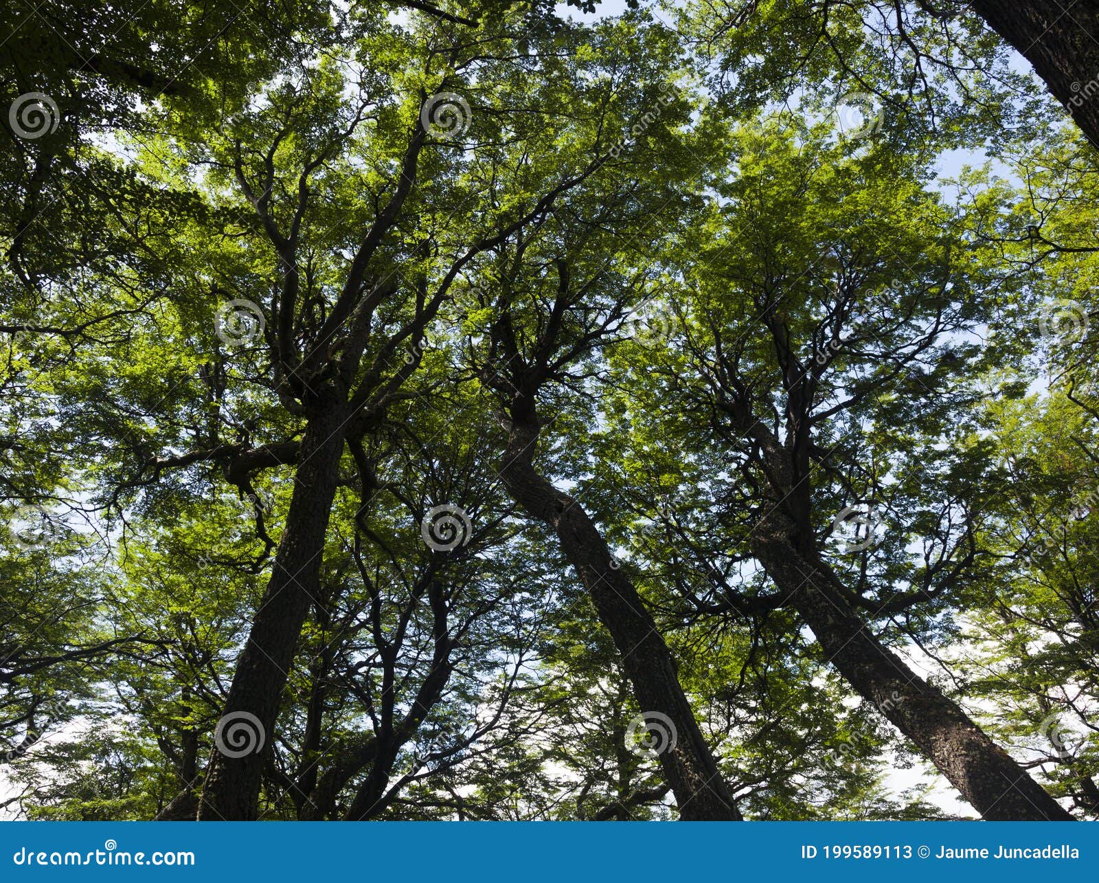 Trees of the Patagonia. Chile Stock Image - Image of majestic ...