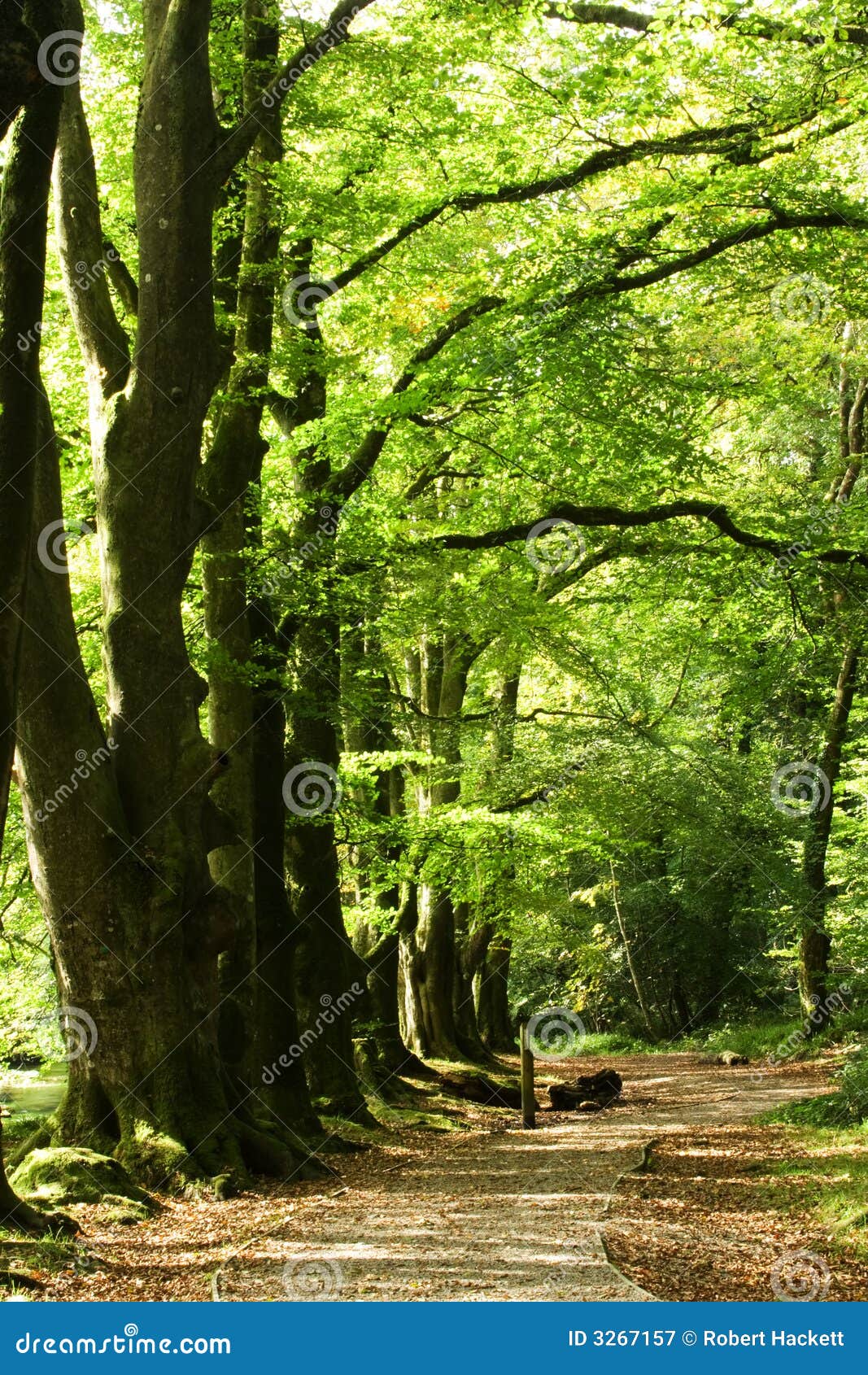 Trees and path stock image. Image of green, branches, woods - 3267157