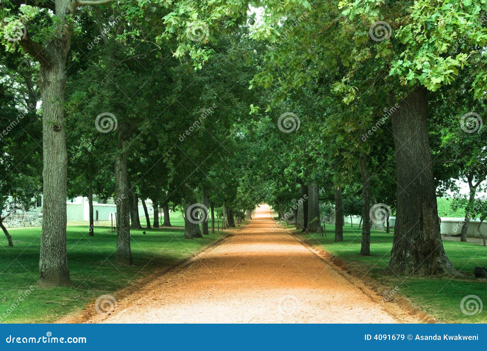 Trees and Path stock image. Image of tranquillity, lane - 4091679