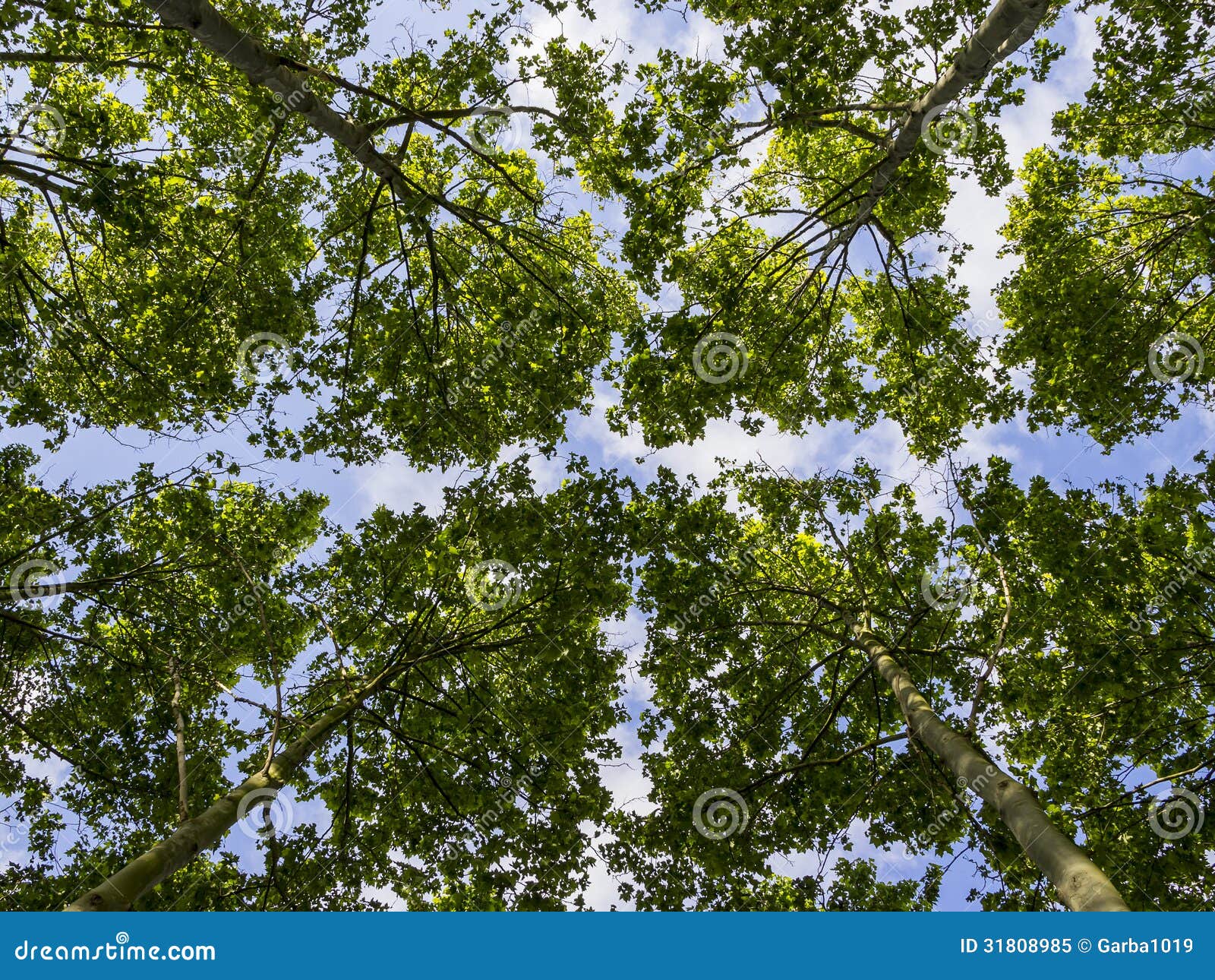 Trees stock image. Image of botany, clouds, blue, path - 31808985