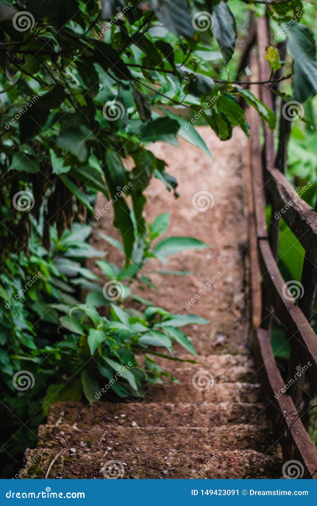 Trees on a Path Down a Forest Stock Image - Image of beautiful, black ...
