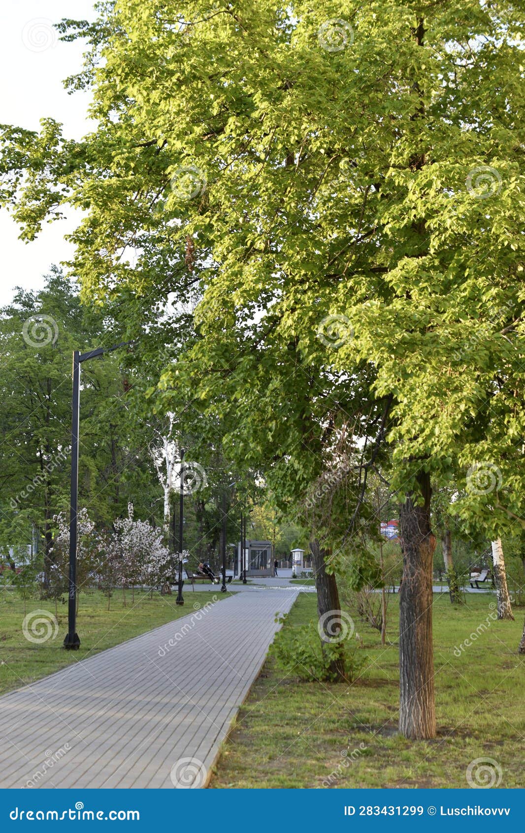 Trees and a Path in a Summer City Park. Beautiful Greenery and a Summer ...