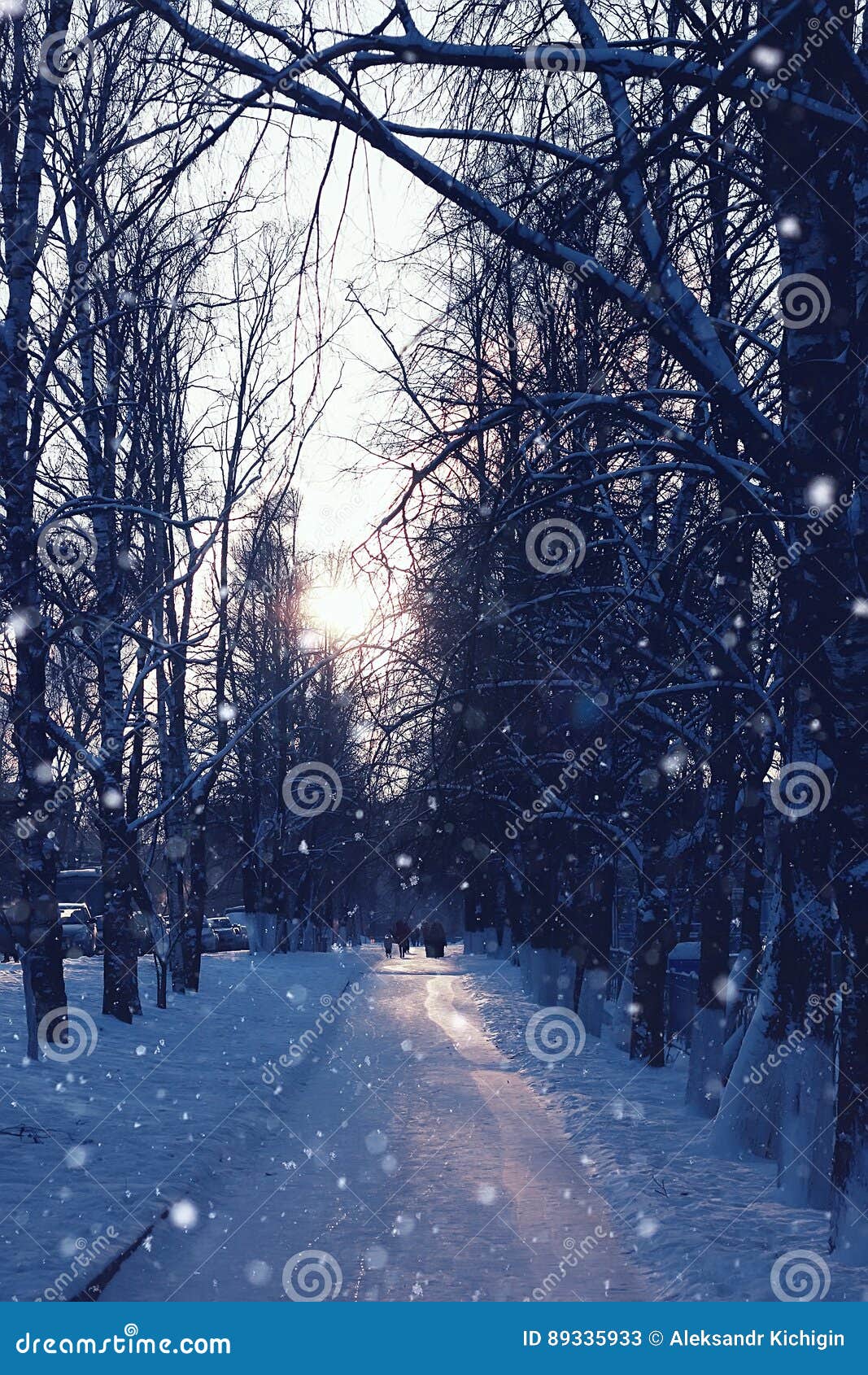 Trees pathway winter stock image. Image of cold, path - 89335933