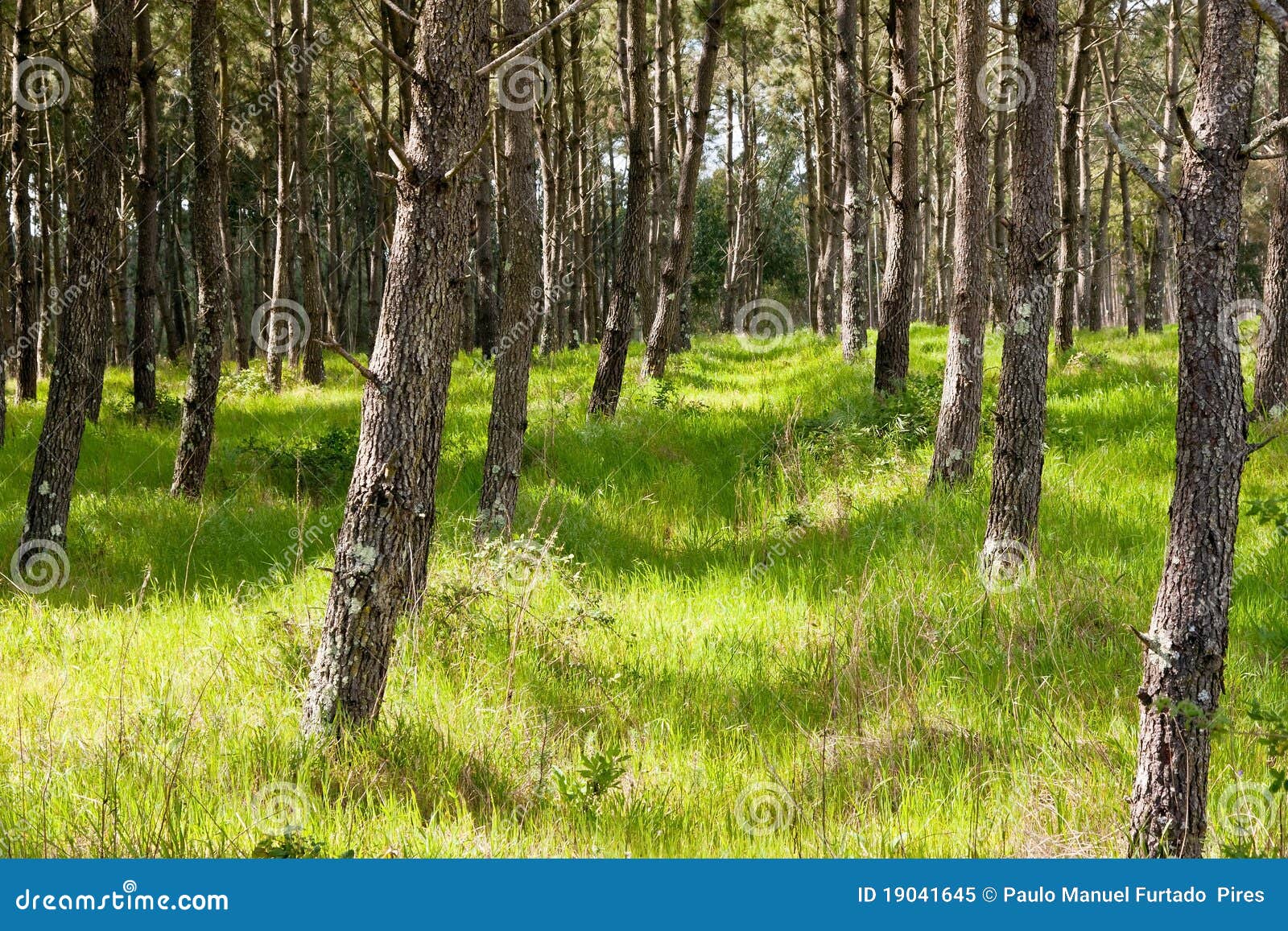 Trees Pattern Background stock image. Image of natural - 19041645