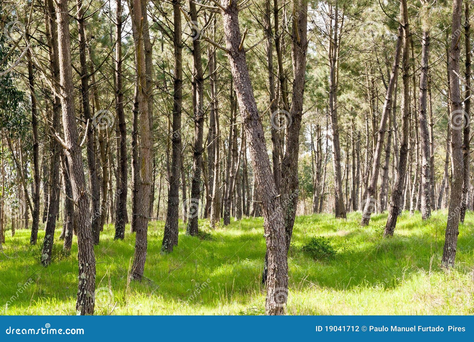 Trees Pattern Background stock photo. Image of natural - 19041712