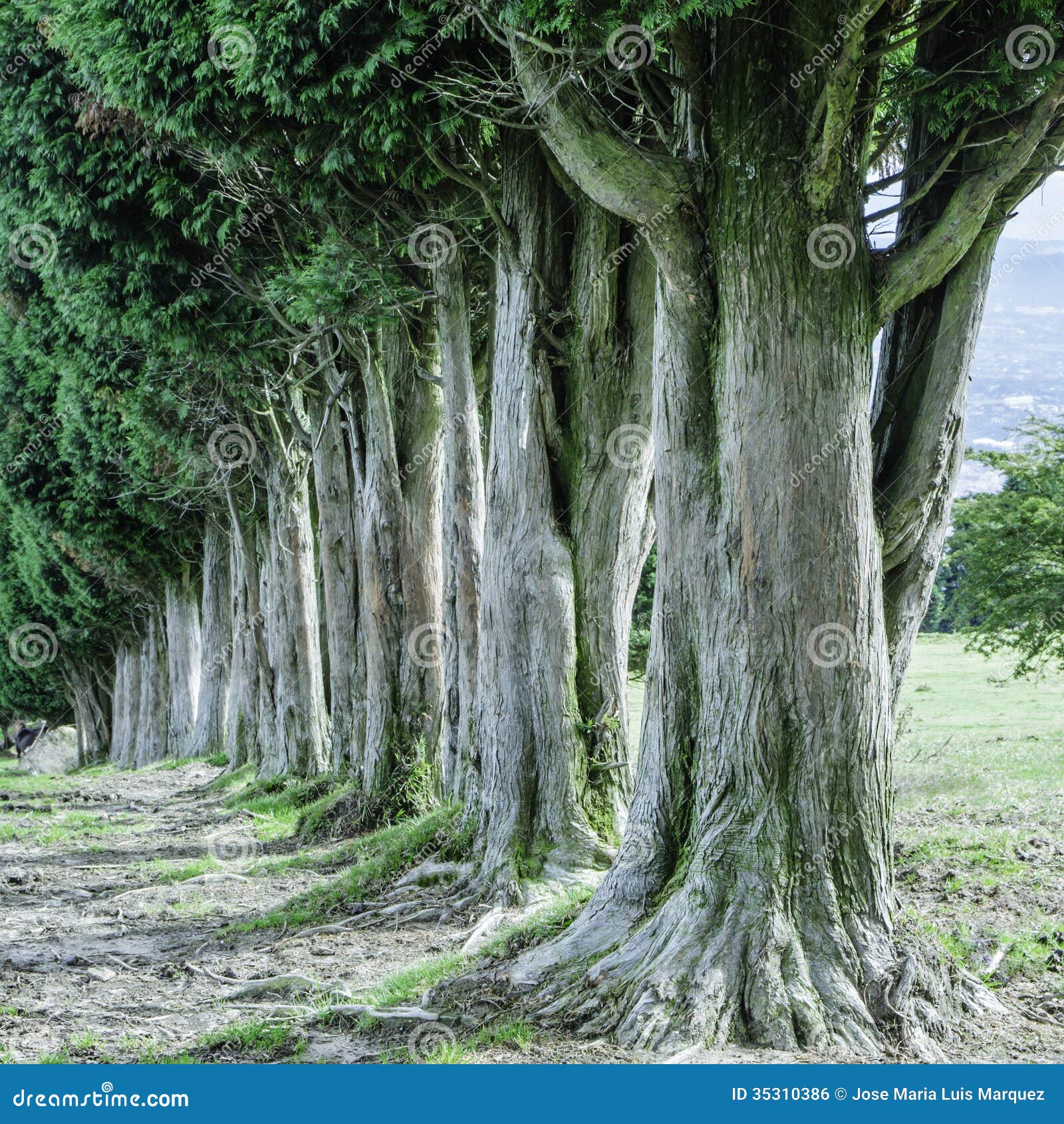 Trees stock photo. Image of bilbao, ride, leaves, wind - 35310386