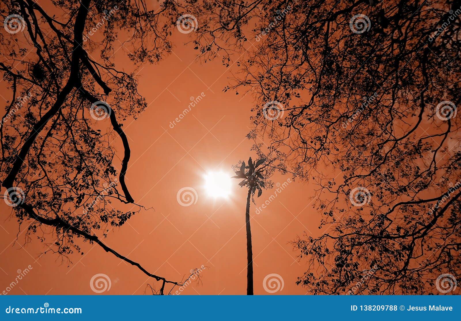 Trees in perfect geometry stock photo. Image of nature - 138209788