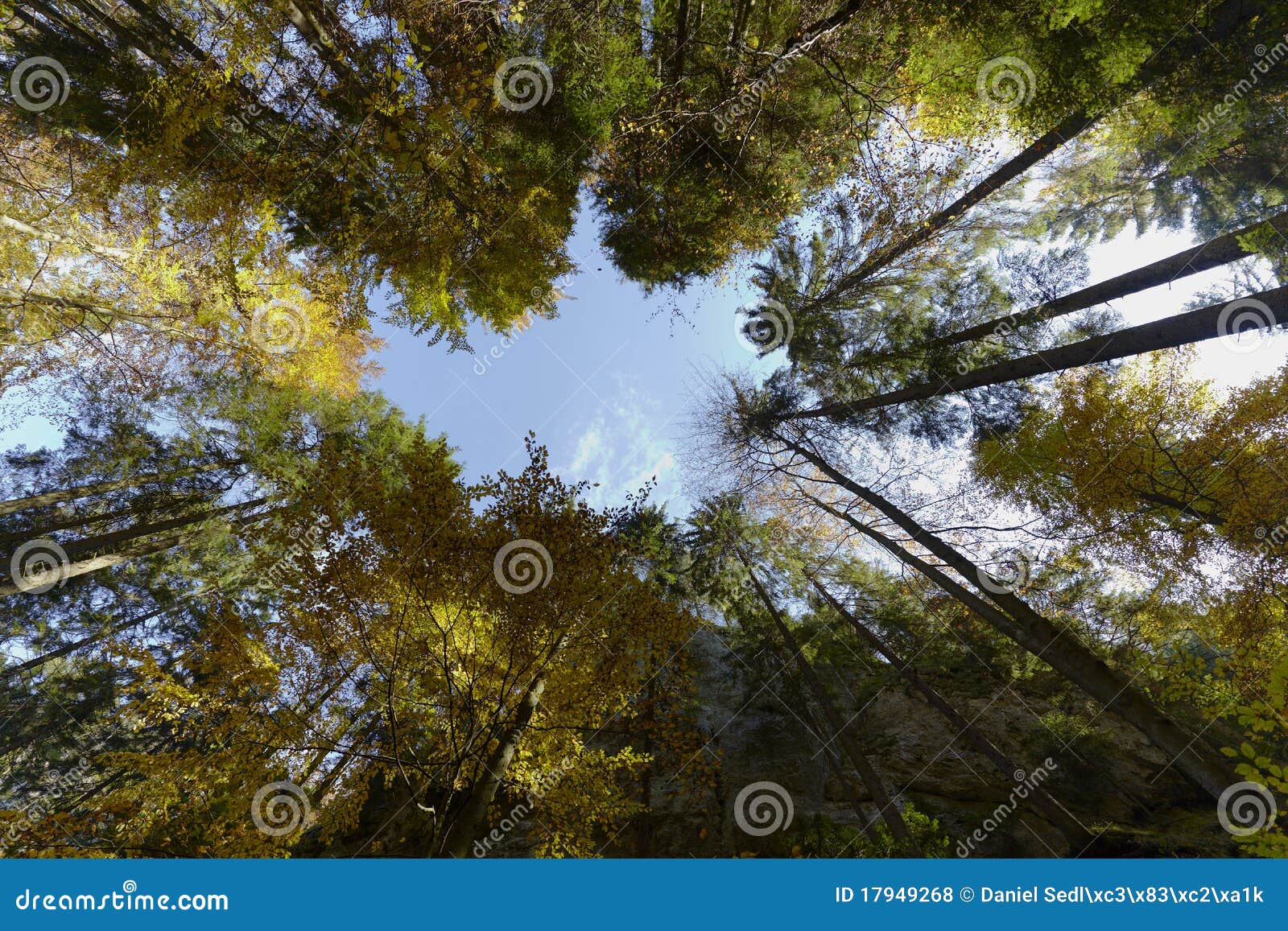 Trees perspective stock photo. Image of trees, forest - 17949268