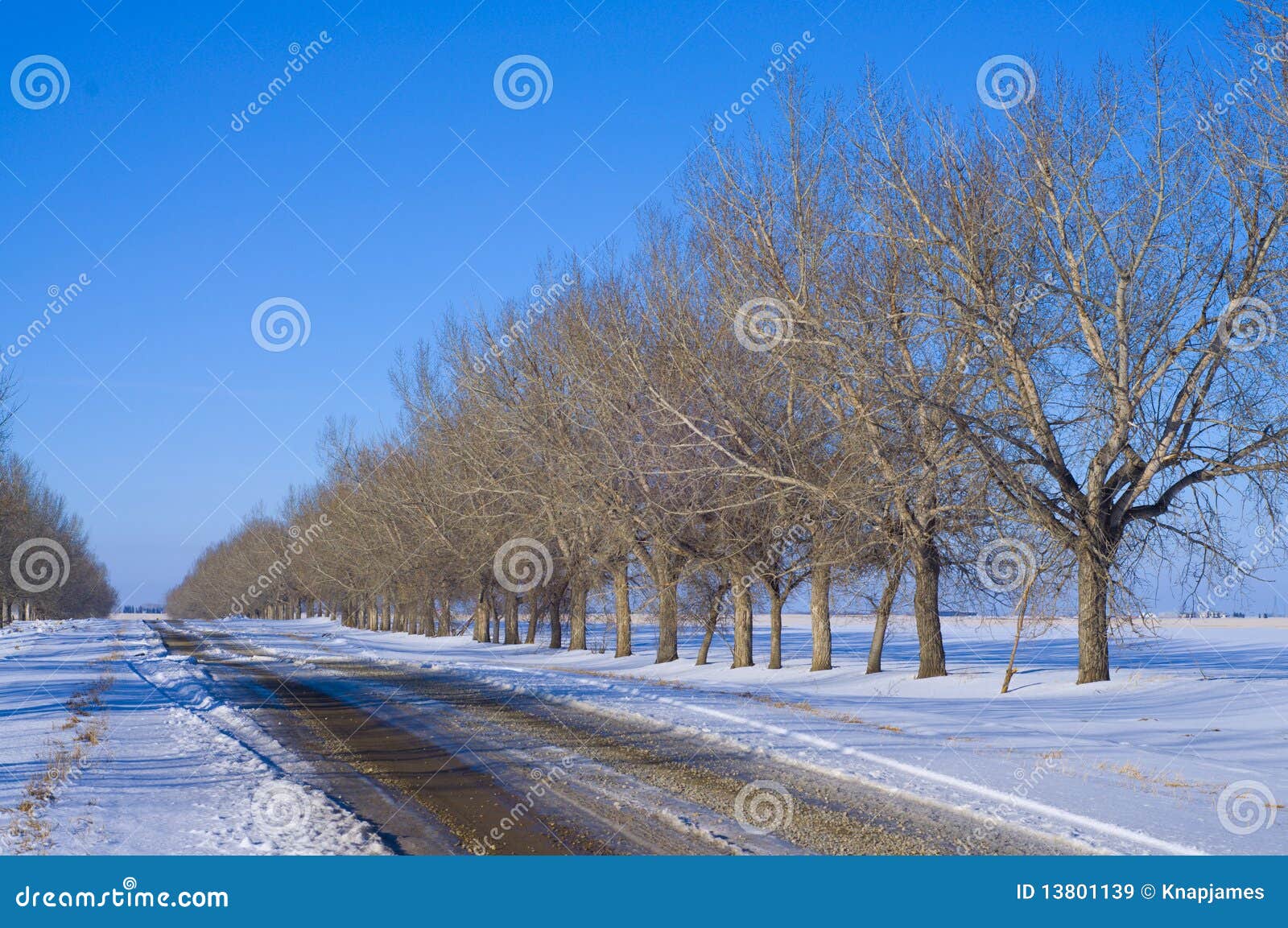 Trees in Perspective Along a Road Stock Image - Image of meadows ...