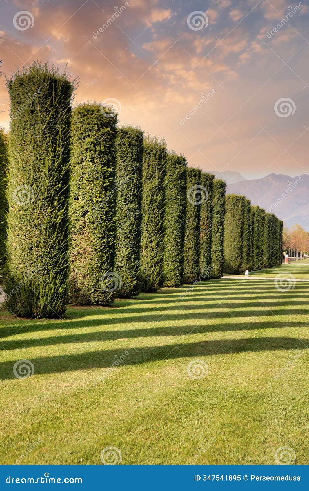 Trees Perspective, Green Grass and Blue Sky. Sunlight, Nobody, Natural ...