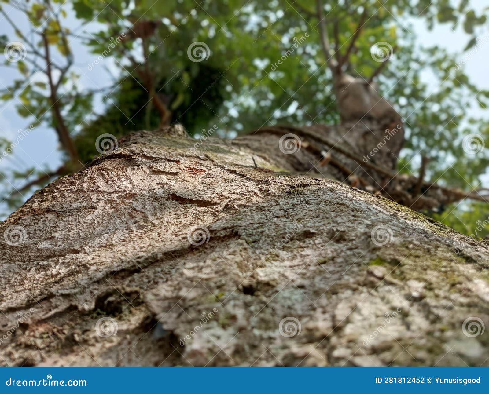 Trees Photographed from Below Stock Photo - Image of trunk, beautiful ...