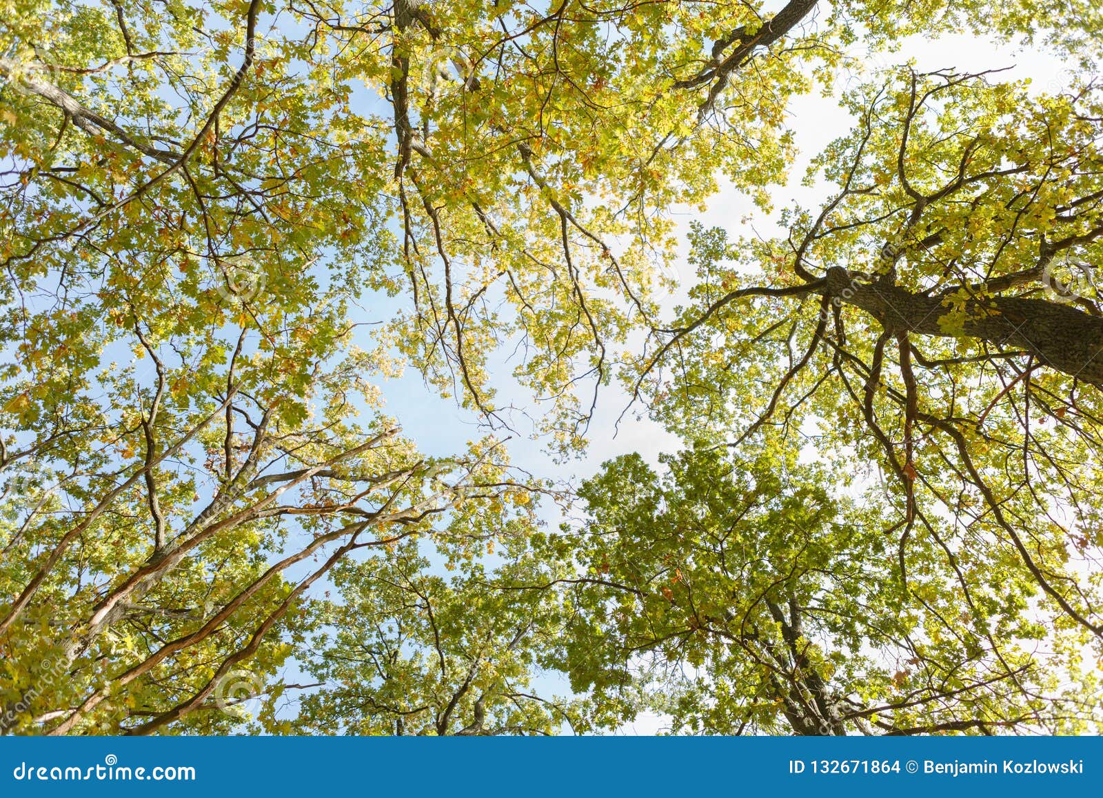 Trees Photographed from Below Stock Photo - Image of brown, leaves ...