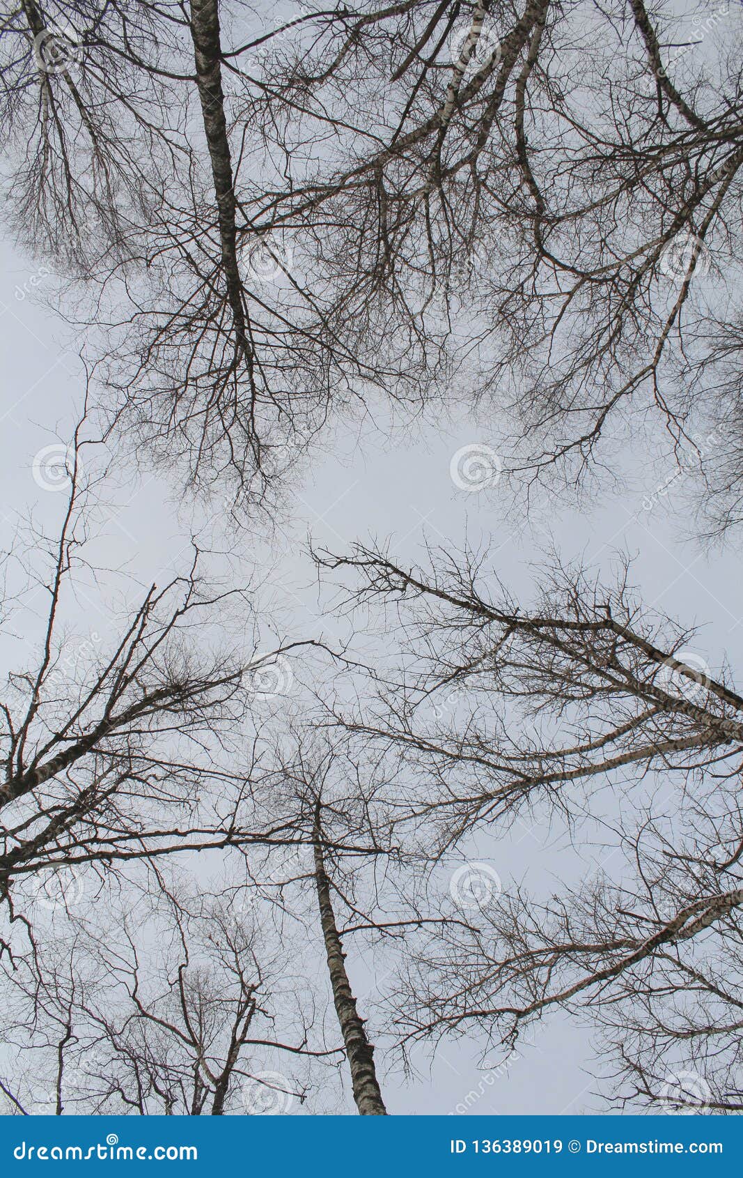 Trees Photographed Vertically. As they Close. Winter. Stock Image ...